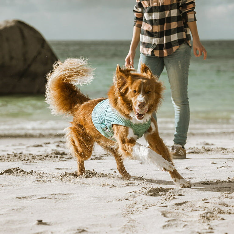 Cooling Wrap dog cooling vest – Hurtta.com