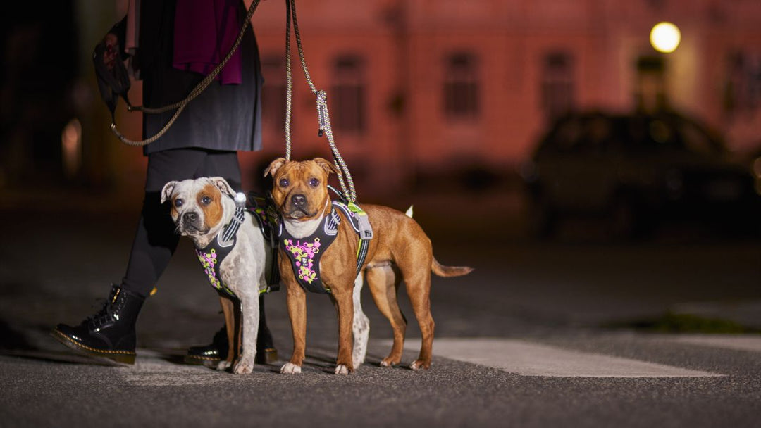 Weekend Warrior Neon Harness II – High-Visibility & Comfy Fit – Hurtta.com