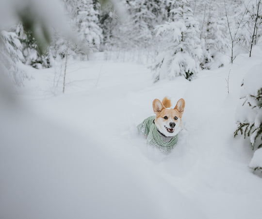 @splinterthecorgi - Beautiful winter day! – Hurtta.com