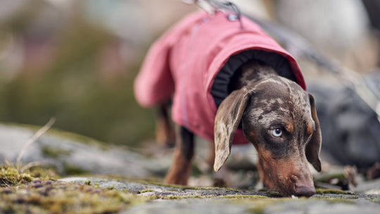 Smaller Sizes, Bigger Adventures – Gear for Long-Backed Dogs – Hurtta.com